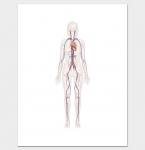 26+ Printable Body Outline Templates - Dotxes